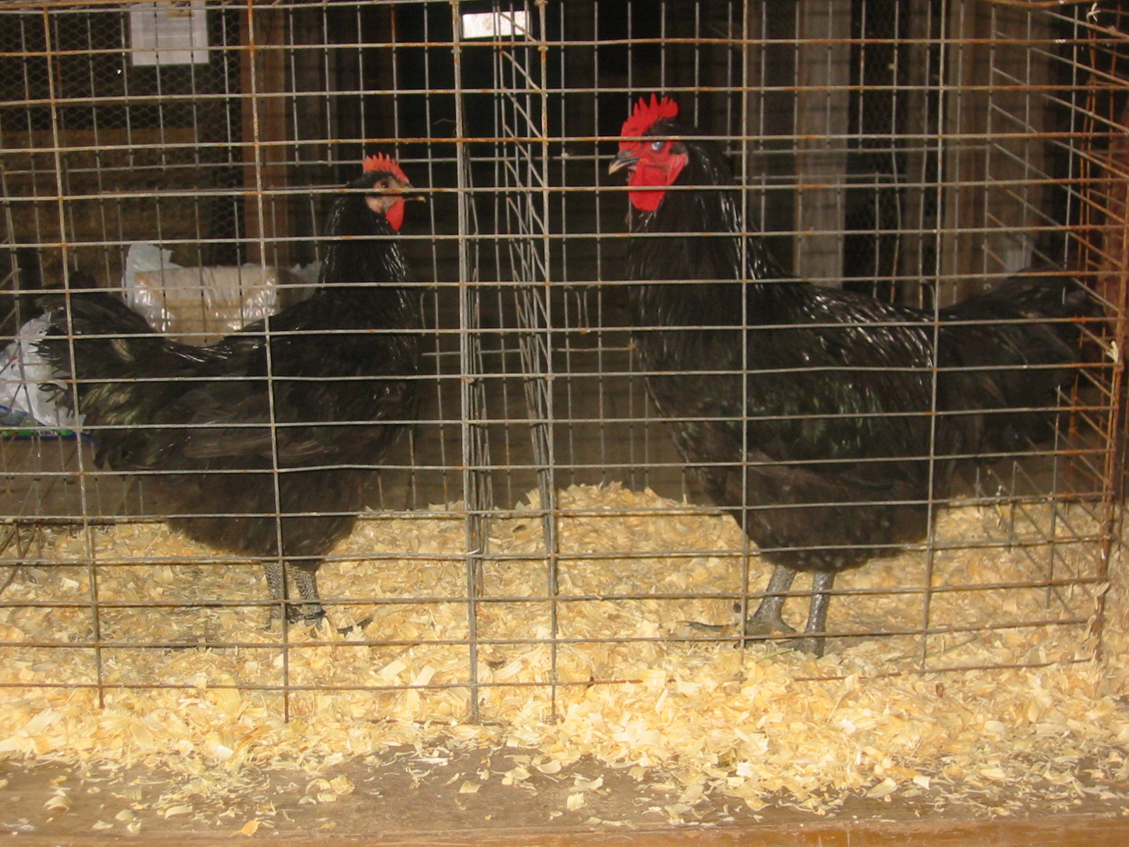 Java breeders: Java Breeding 101 The Basics - part 1